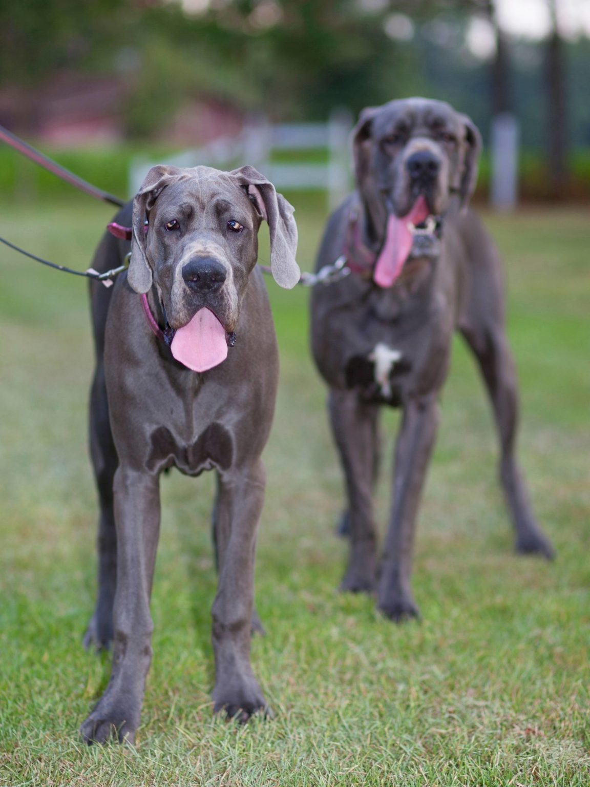 5 Big Dog Myths You Need to Know About - Hello Danes