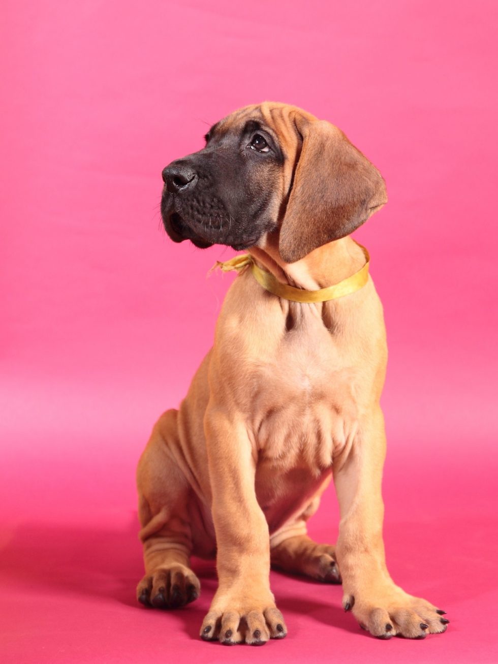 Miniature Great Danes: Everything You Need to Know - Hello Danes
