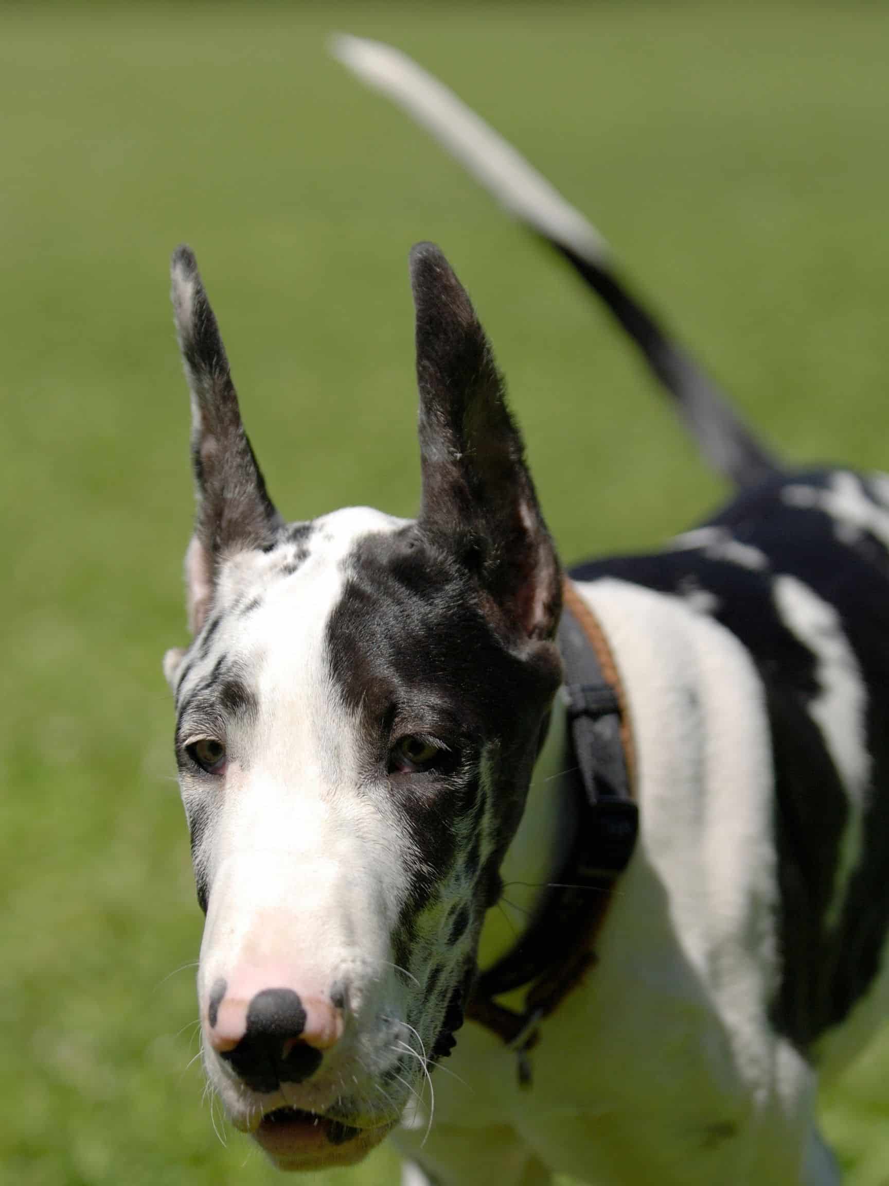 The 2 Sided Debate: Great Dane Ear Cropping - Hello Danes