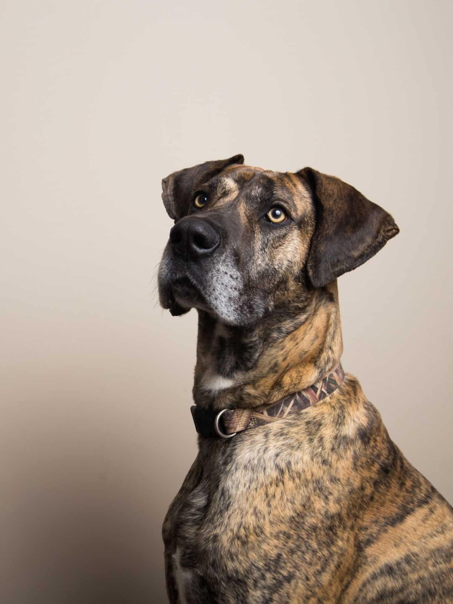 Are Great Danes Scared of Everything? - Hello Danes