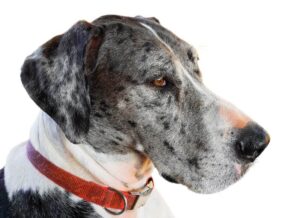 The Merle Great Dane - Hello Danes