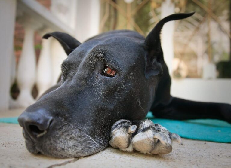 Off-Color & Designer Color Great Danes, Good or Bad? - Hello Danes