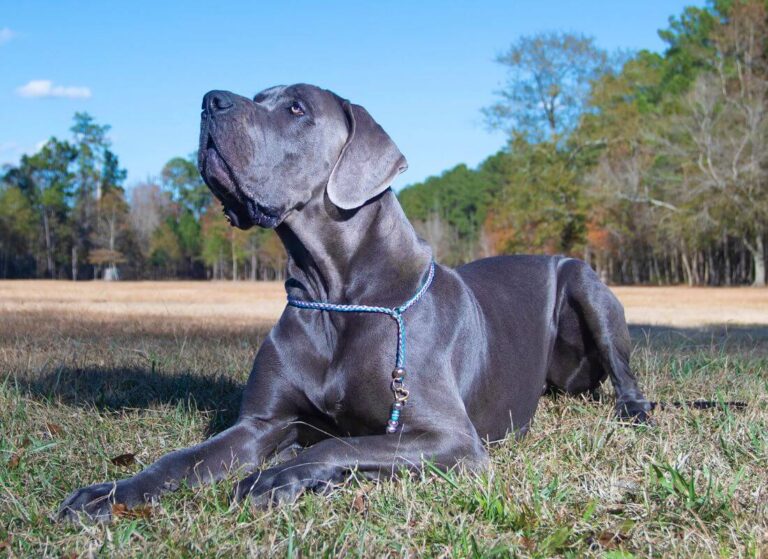 Blue Great Danes - Facts, Photos, and Care - Hello Danes
