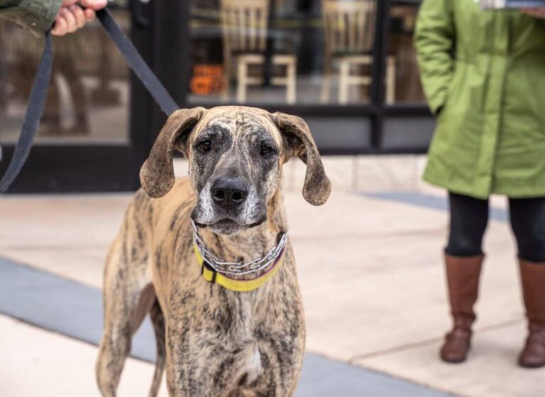 Are Great Danes Scared of Everything? - Hello Danes