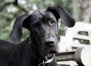 Are Great Danes Scared of Everything? - Hello Danes