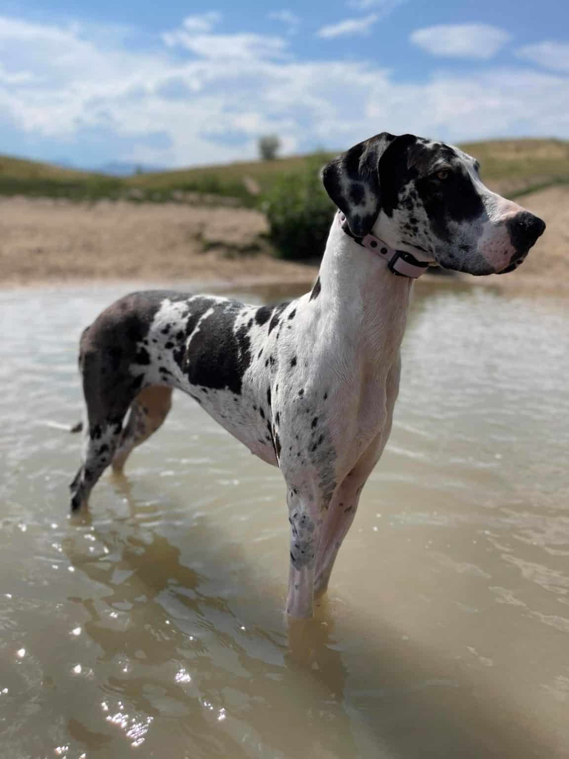What to Expect When You Bring a Great Dane Puppy Home - Hello Danes