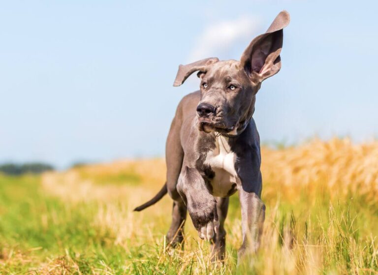 The Ultimate Great Dane Feeding Chart - Hello Danes