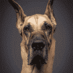 Great Dane Colors - Hello Danes