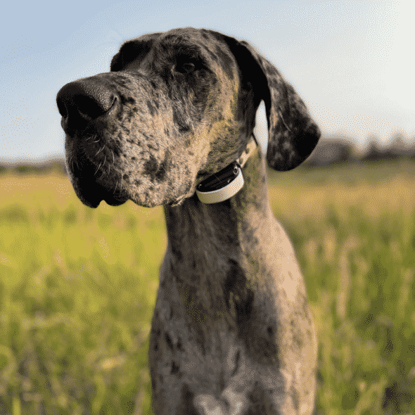 How to Teach a Great Dane to Walk on a Leash - Hello Danes
