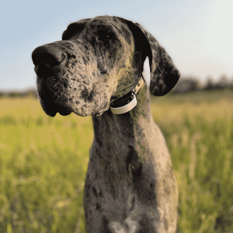 How to Teach a Great Dane to Walk on a Leash - Hello Danes
