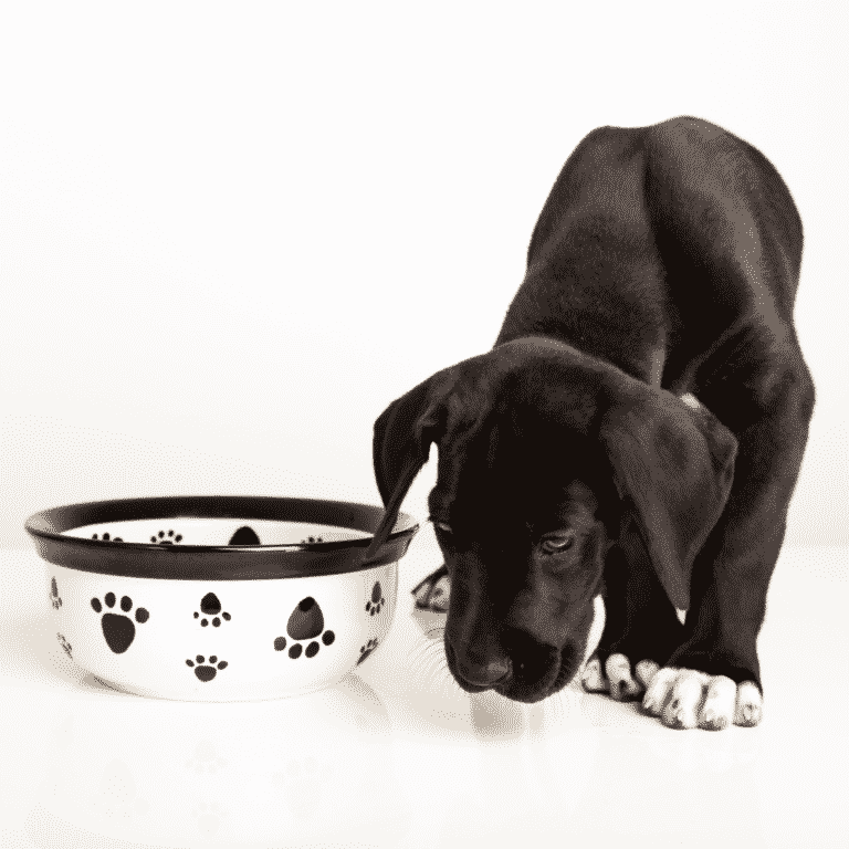 The Ultimate Great Dane Feeding Chart - Hello Danes