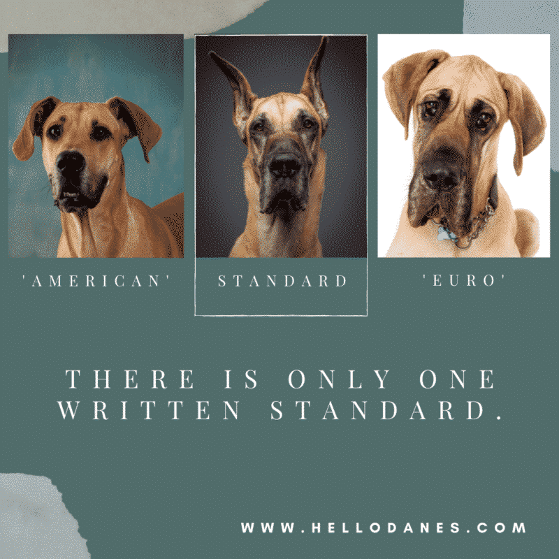 What Does Euro Mean In Great Danes Hello Danes