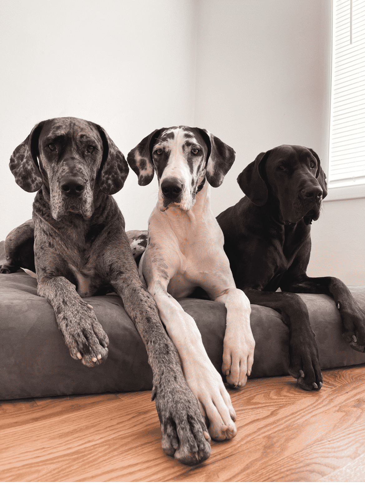 13 Wild and Fun Tips for Great Dane Puppies - Hello Danes