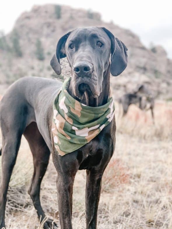 13 Wild and Fun Tips for Great Dane Puppies - Hello Danes