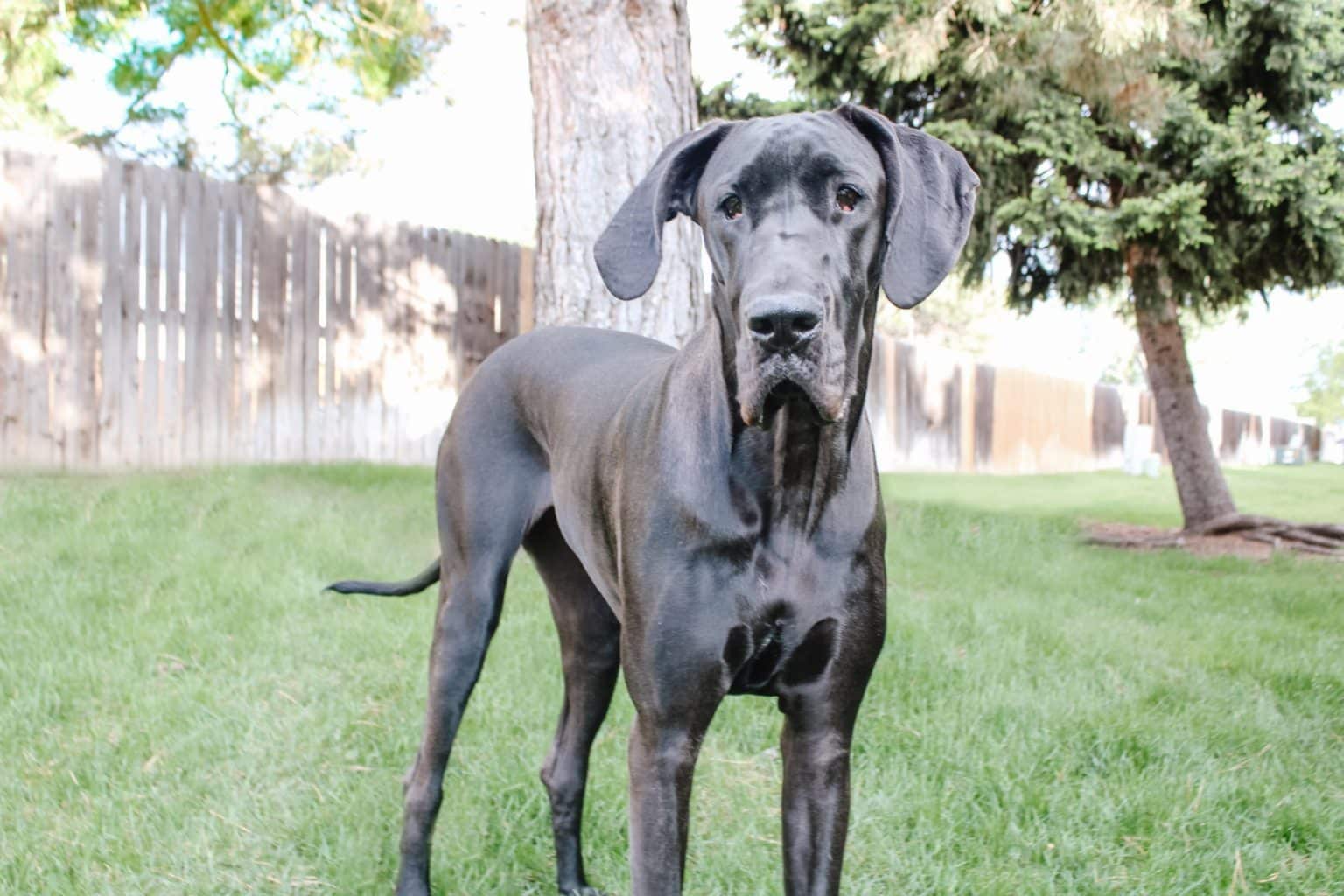The Majestic Black Great Dane - Hello Danes