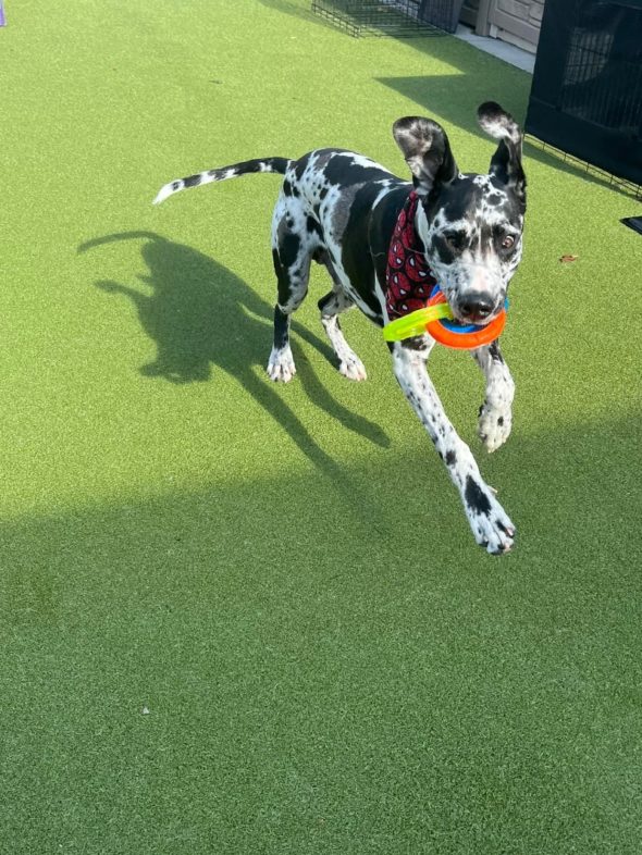 13 Wild and Fun Tips for Great Dane Puppies - Hello Danes