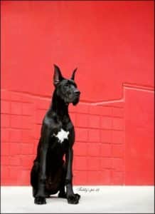 The Great Dane Breed Standard - Hello Danes