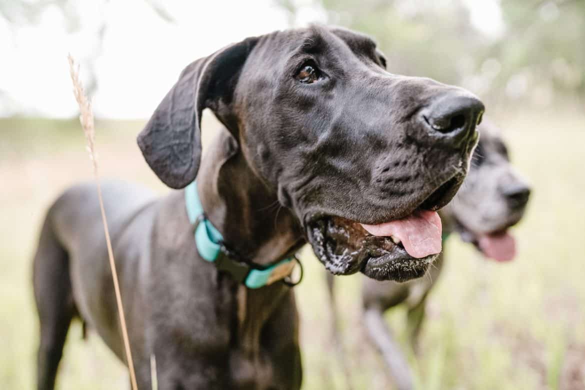 Photos of Great Danes: A Collection of 20 Beautiful Photos - Hello Danes