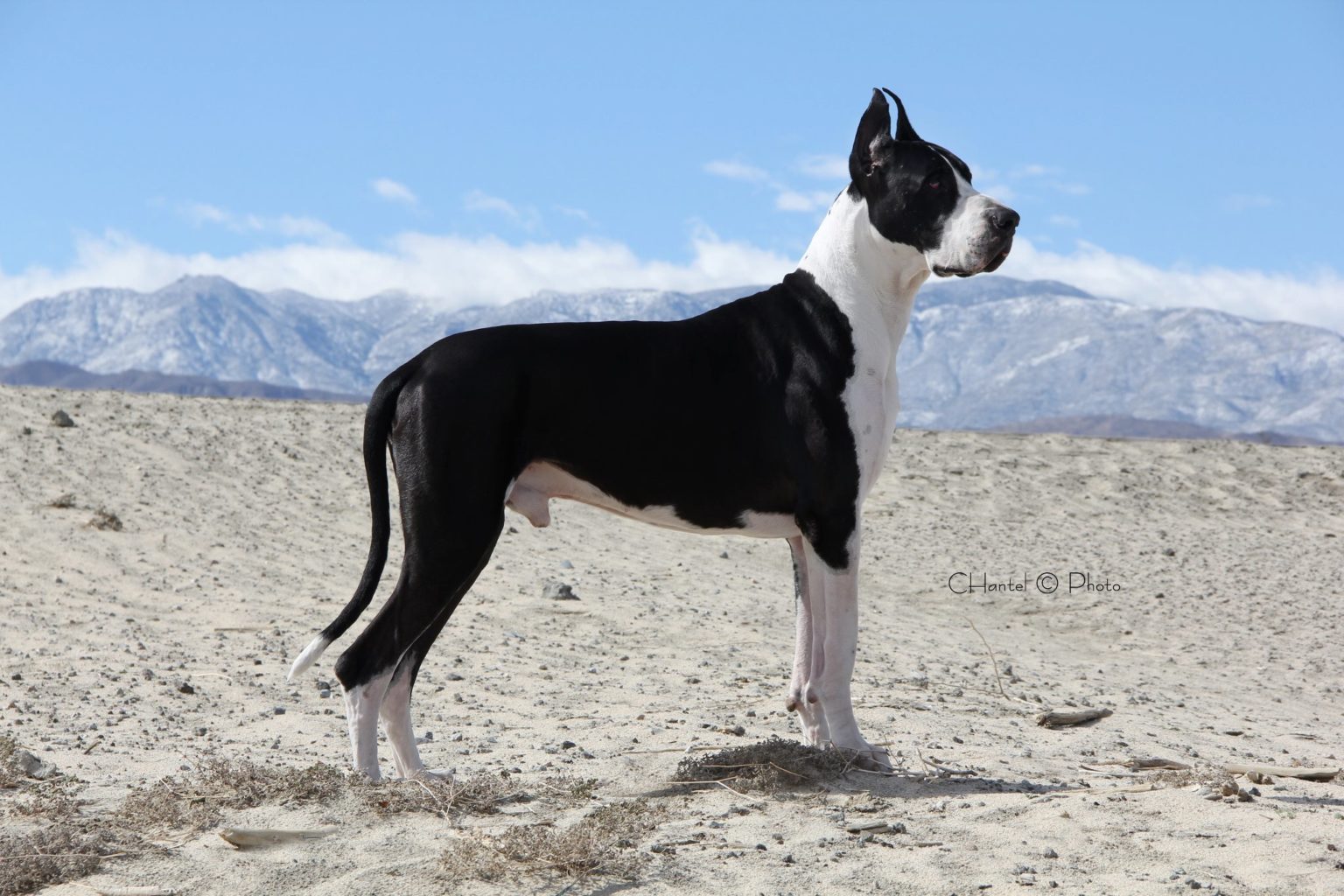 Photos of Great Danes: A Collection of 20 Beautiful Photos - Hello Danes