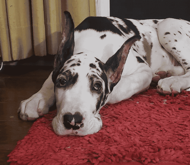 What Does Euro Mean In Great Danes Hello Danes