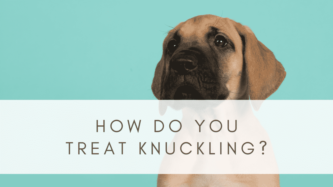 KNUCKLING IN GREAT DANES RESOURCE PAGE - Hello Danes
