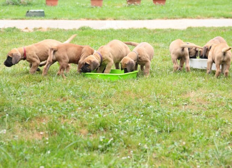 The Ultimate Great Dane Feeding Chart - Hello Danes