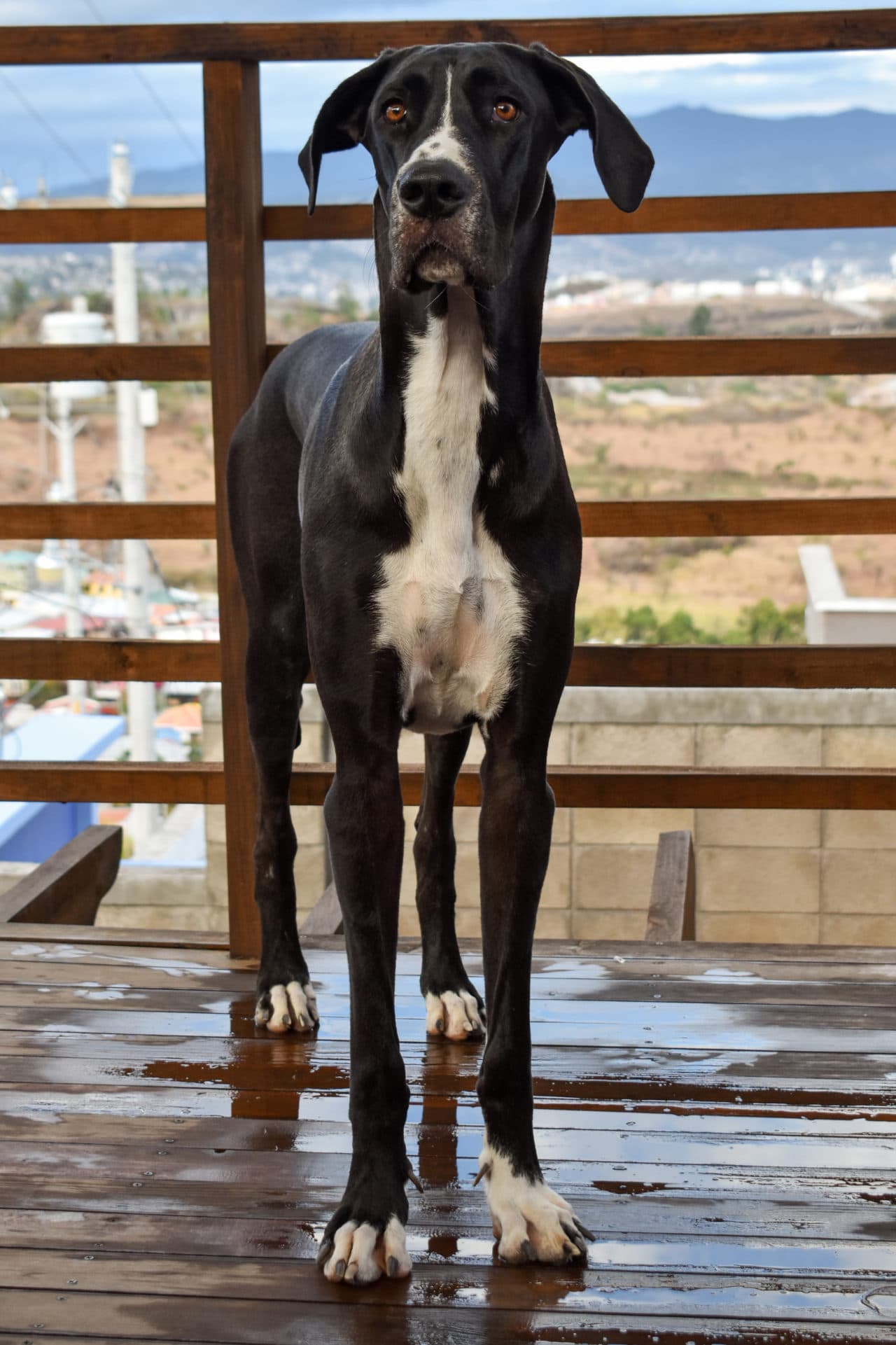 10 Things You Should Know About Owning Great Dane Dogs - Hello Danes