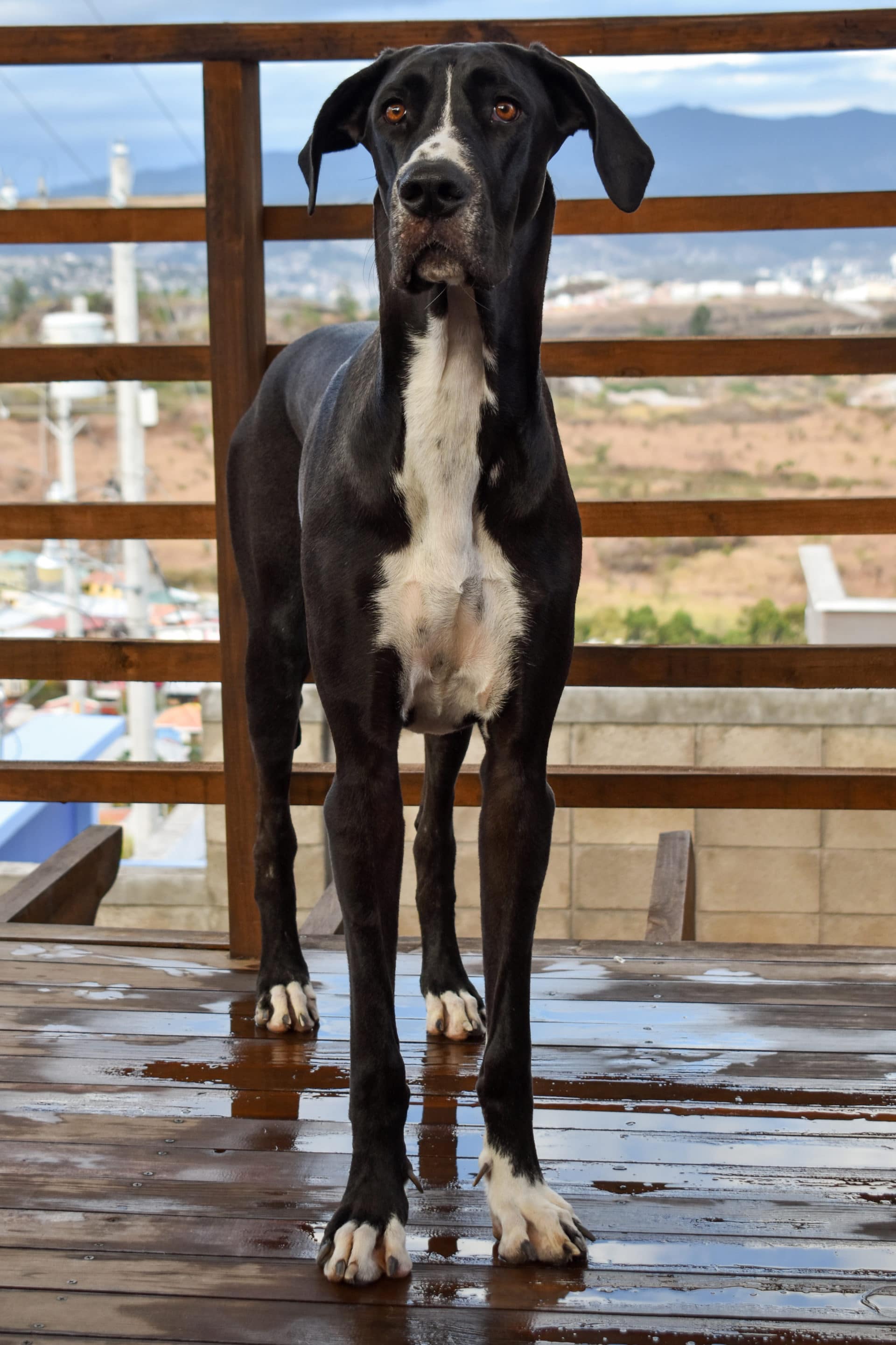 10 Things You Should Know About Owning Great Dane Dogs - Hello Danes