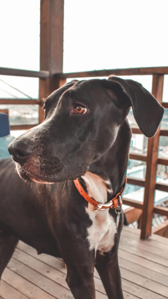 Helping a Dog with Broken Leg: 6 Things About Great Dane Broken Legs ...
