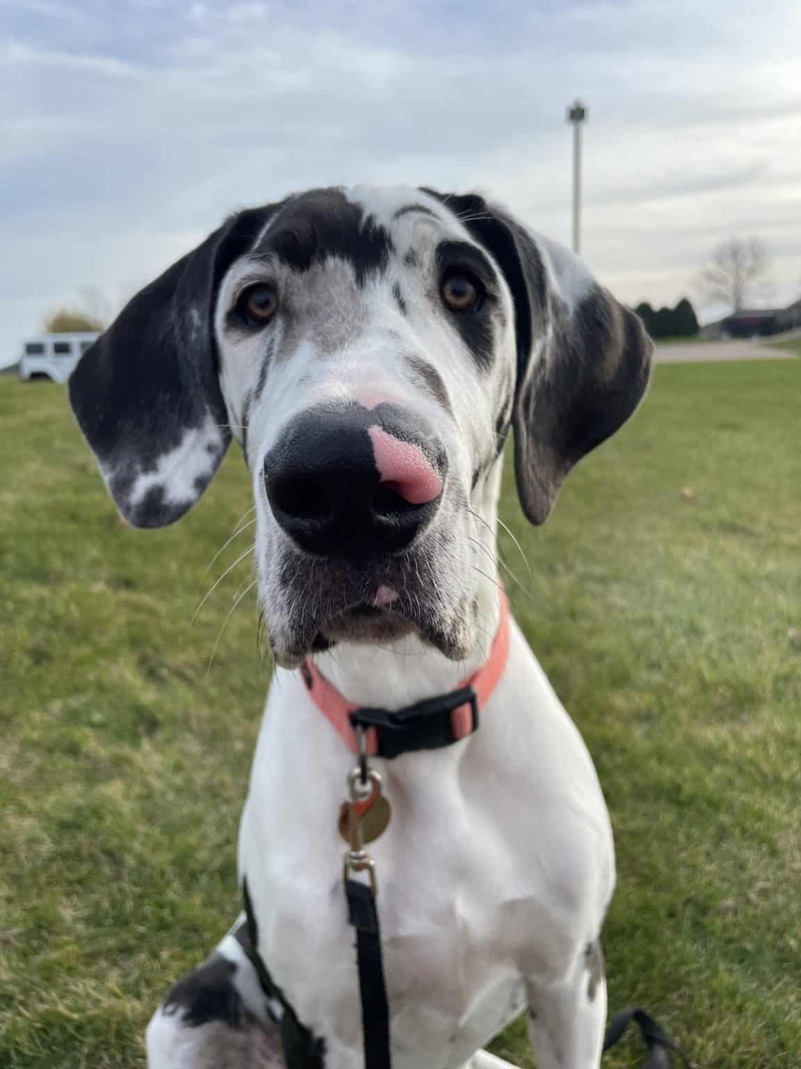 10 Things You Should Know About Owning Great Dane Dogs - Hello Danes