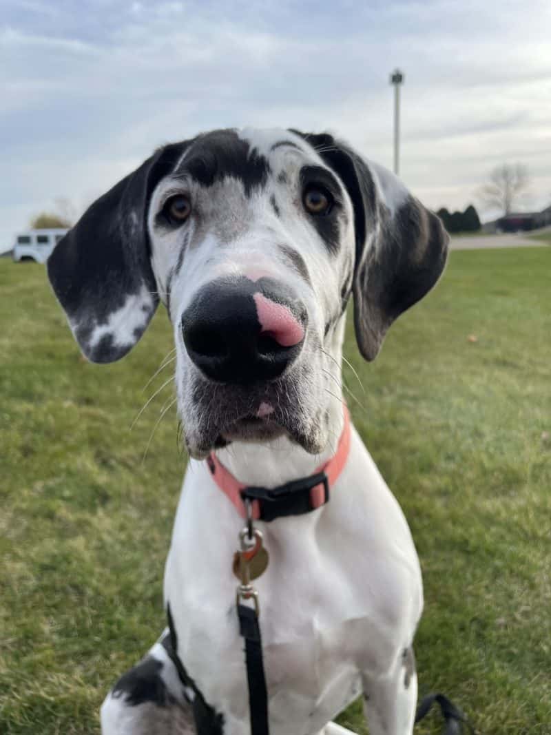 10 Things You Should Know About Owning Great Dane Dogs - Hello Danes