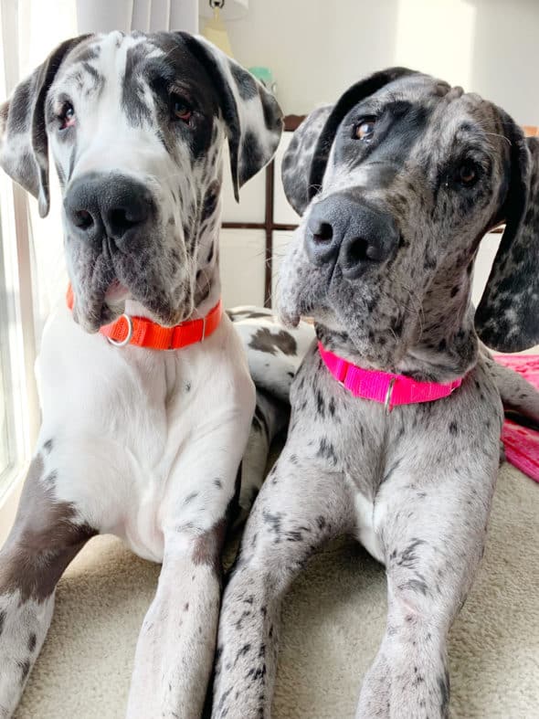 Are Great Danes Scared of Everything? - Hello Danes