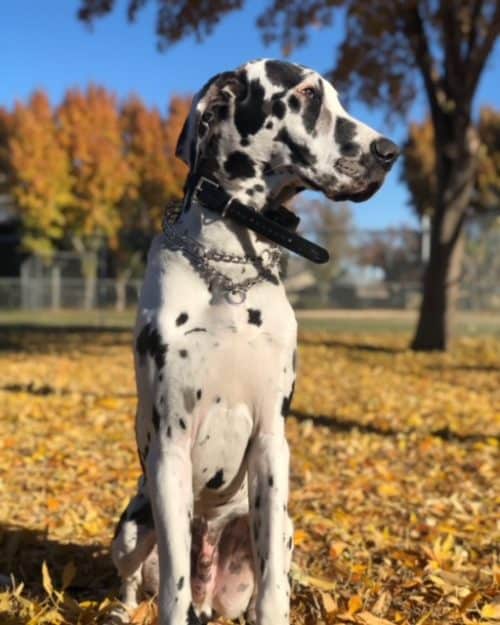 10 Great Dane Behavior Problems (and How to Fix Them) - HELLO DANES