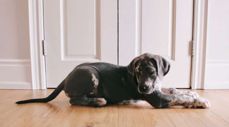Puppy Fear Periods: What They Are, When to Expect Them, and How to Help ...