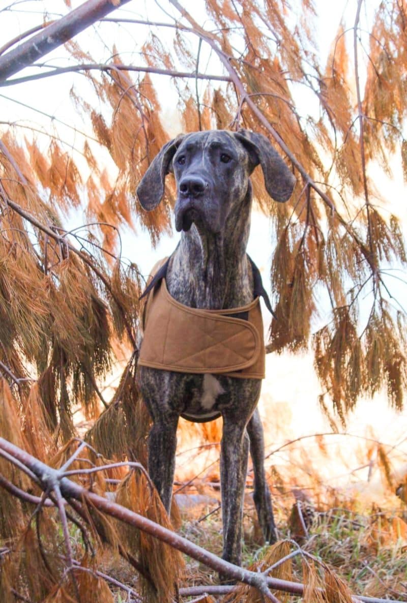 Great Dane Lifespan - HELLO DANES