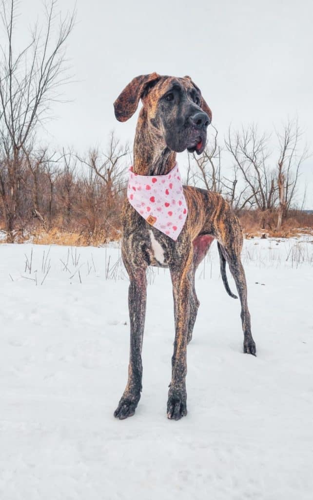 Miniature Great Danes: Everything You Need to Know - Hello Danes