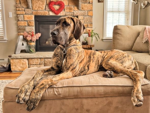 How to Care for a Great Dane puppy - Hello Danes