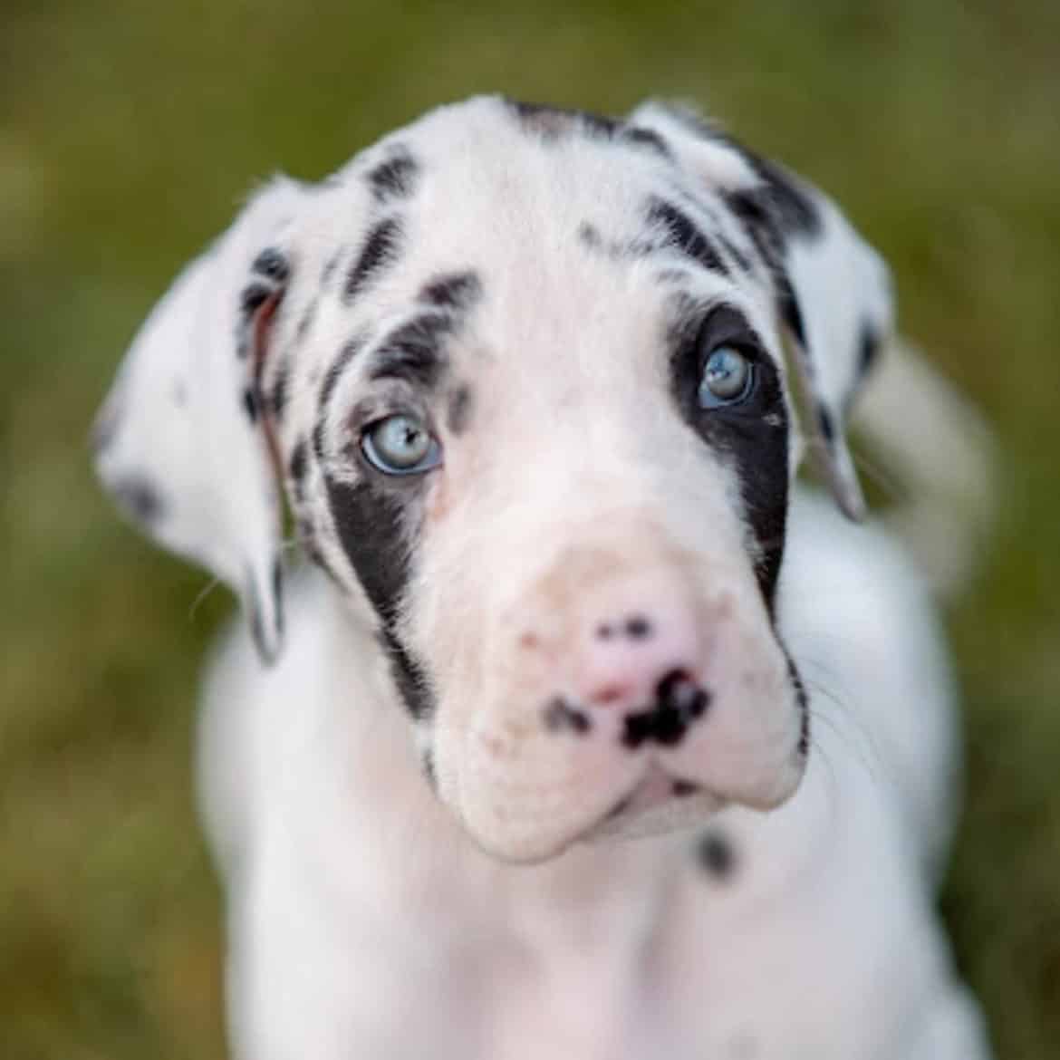 Helping a Dog with Broken Leg: 6 Things About Great Dane Broken Legs ...