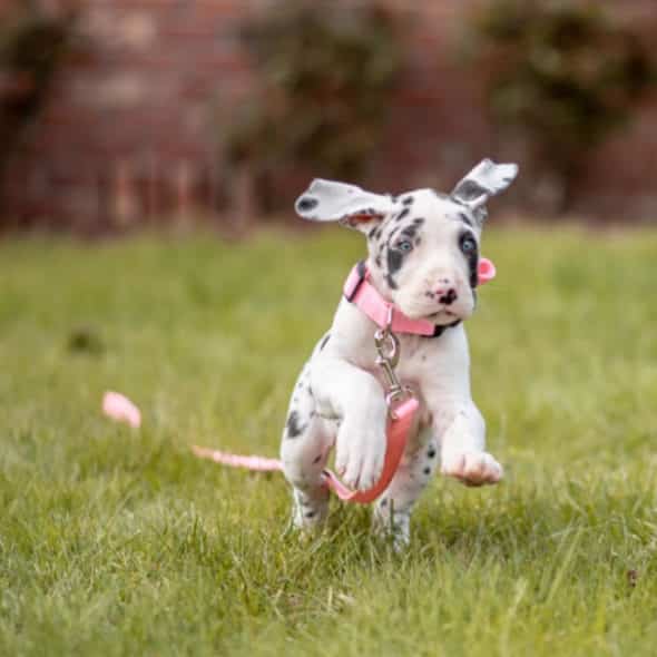 The Best Prong Collar for a Great Dane: Everything You Need to Know ...