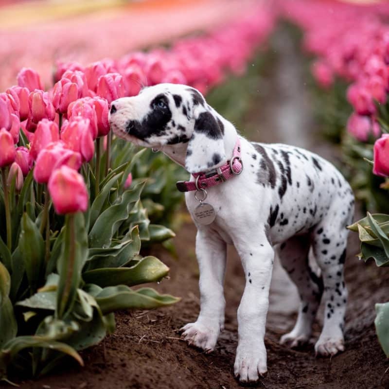 Pictures of Great Danes: A Collection of Over 20 Striking Photos ...