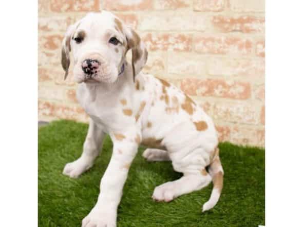 Miniature Great Danes: Everything You Need to Know - Hello Danes