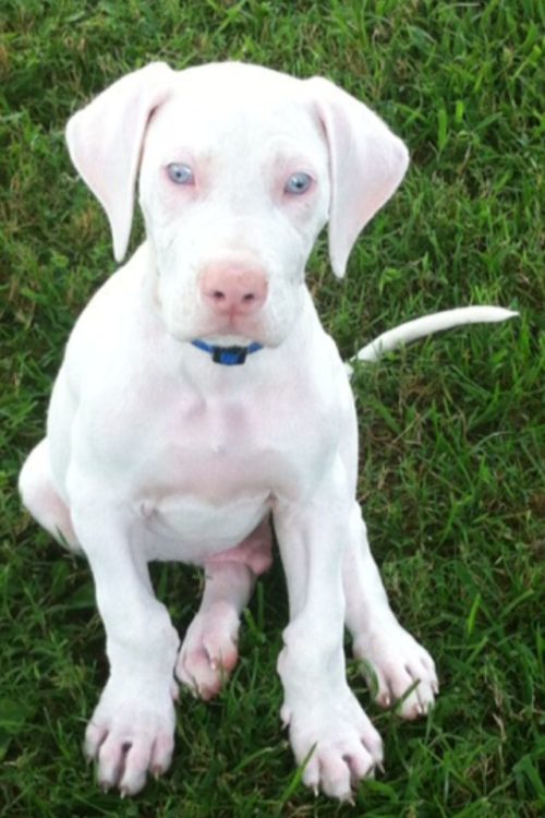 Double Merle Great Danes: 5 Facts About White Great Danes - Hello Danes