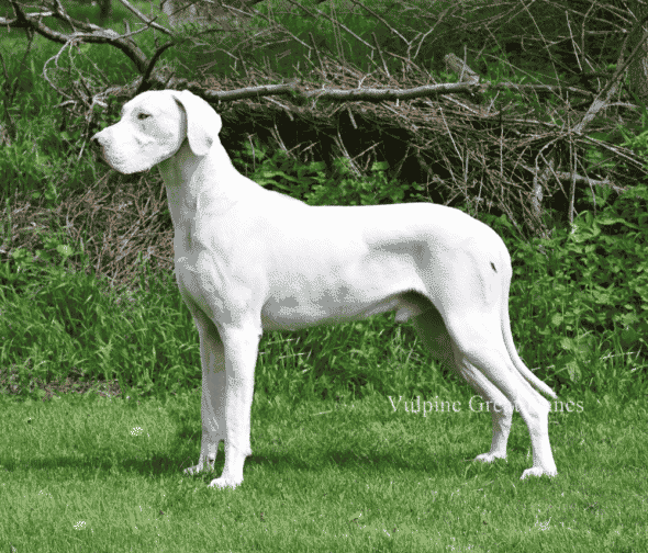 12 Things You Didn't Know About White Great Danes: Are White Great ...