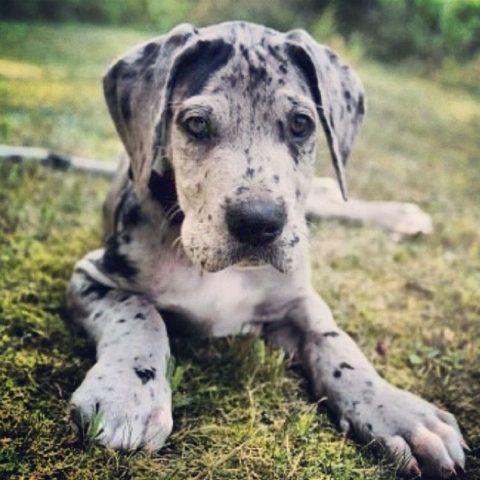 The Many Great Dane Spots, Colors and Stripes - Hello Danes