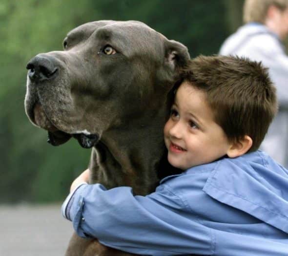 Why Do Great Danes Lean: 6 Reasons Behind Great Danes and their ...