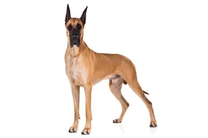 The Many Great Dane Spots, Colors and Stripes - Hello Danes