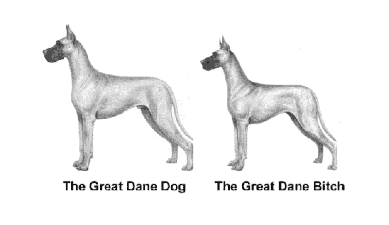 The Great Dane Breed Standard - Hello Danes