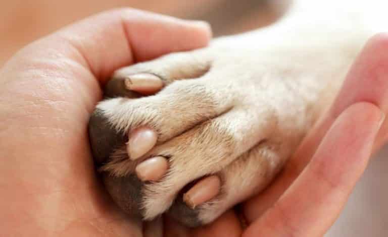 The 7 Best Dog Nail Clippers: Great Dane Toenail Problems - Hello Danes