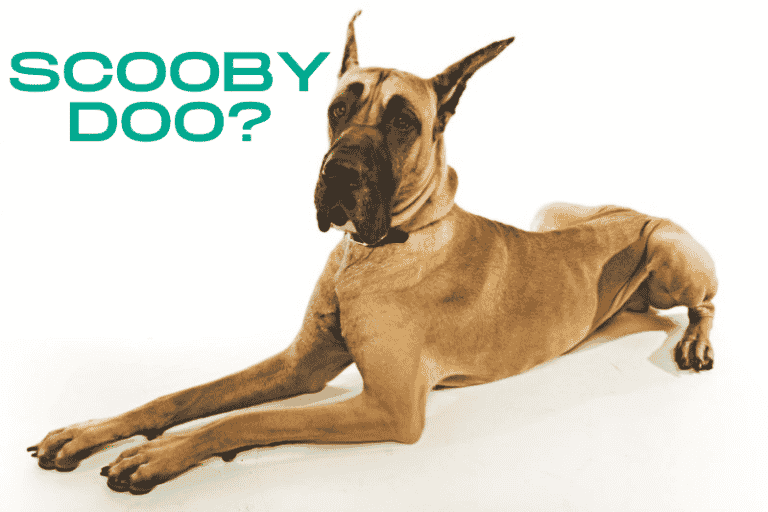 What Kind of Dog is Scooby Doo? The Many Mysteries of Scooby's ...
