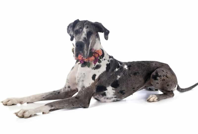 Miniature Great Danes: Everything You Need to Know - HELLO DANES